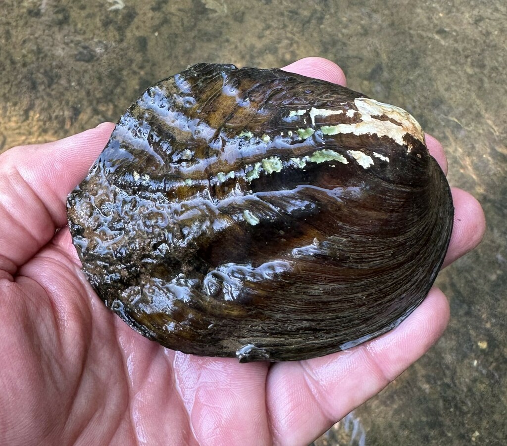 Three-ridge Mussel from Bear Creek, mouth of Rock Creek, Colbert County ...