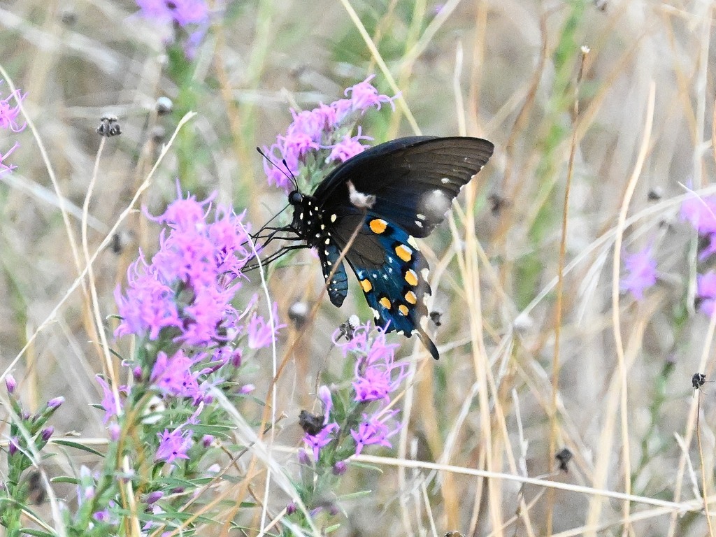 Pipevine Swallowtail from Mason County, TX, USA on October 5, 2023 at ...
