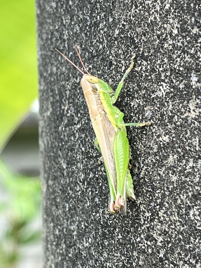 Chinese rice grasshopper in October 2023 by Nakatada Wachi · iNaturalist
