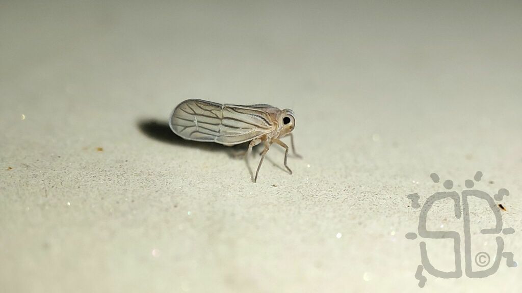 Nisia carolinensis from Sui Lau Tin, Hong Kong on October 10, 2023 at ...