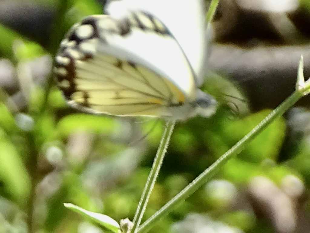 African Common White from Ngamiland North, Botswana on July 1, 2023 at ...