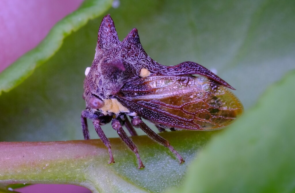 Tri-horned treehopper in October 2023 by Peter Crowcroft · iNaturalist