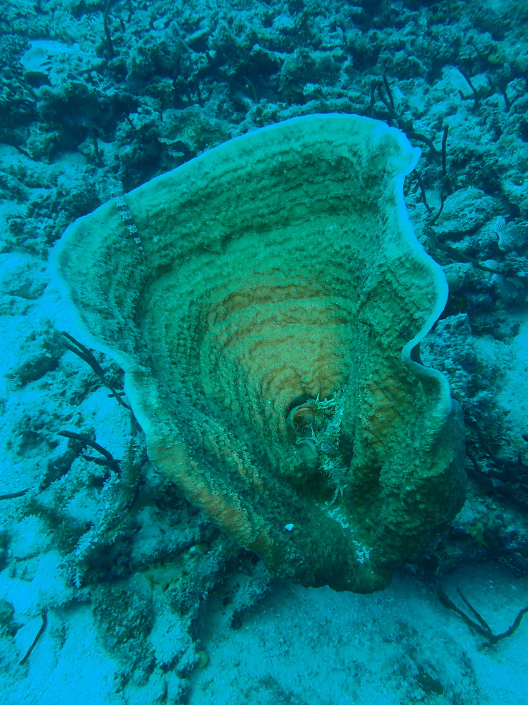 Podabacia from Viani Bay, Fiji on September 18, 2023 at 02:43 PM by ...