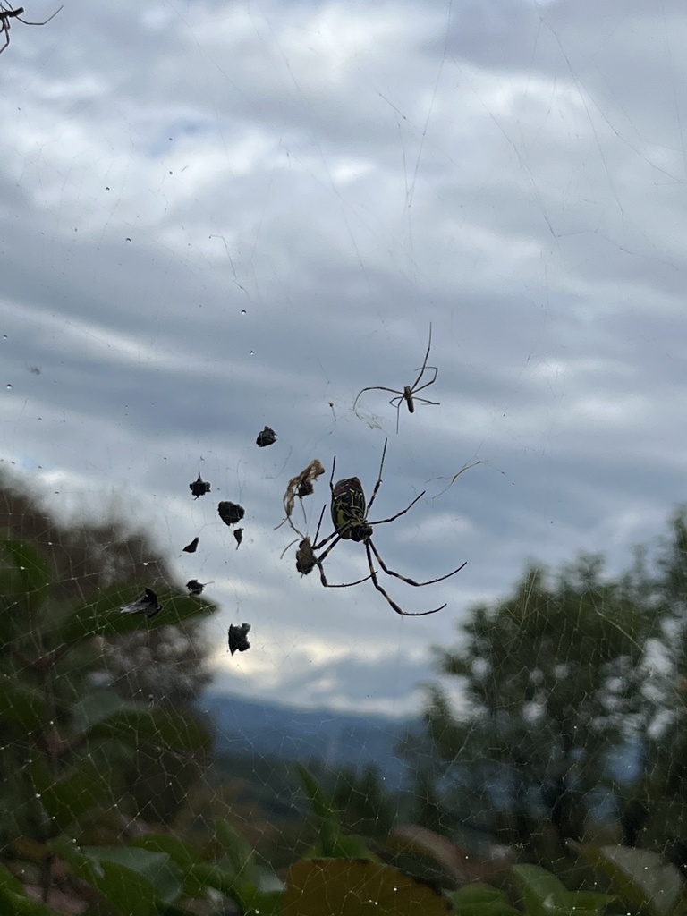 Joro Spider from Hida Folk Village, Takayama, Gifu, JP on October 10 ...