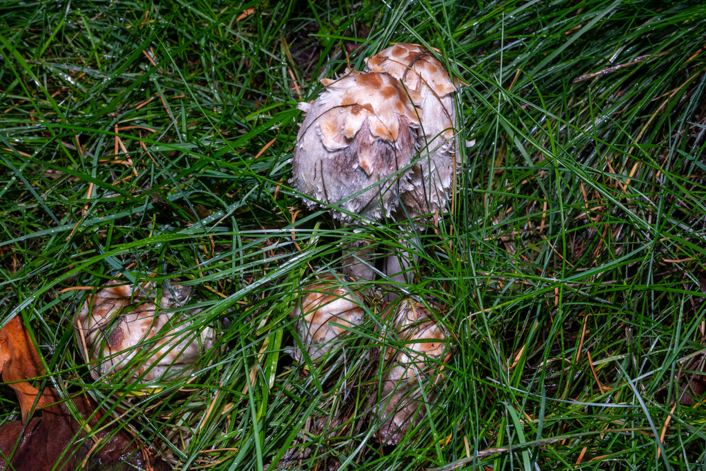 inky caps in October 2023 by Alan Yoshioka · iNaturalist