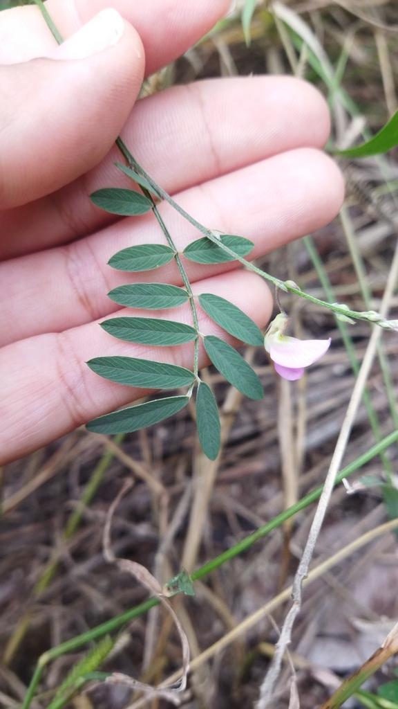Palmer's Hoary-Pea from 82047 Sin., México on October 10, 2023 at 04:27 ...