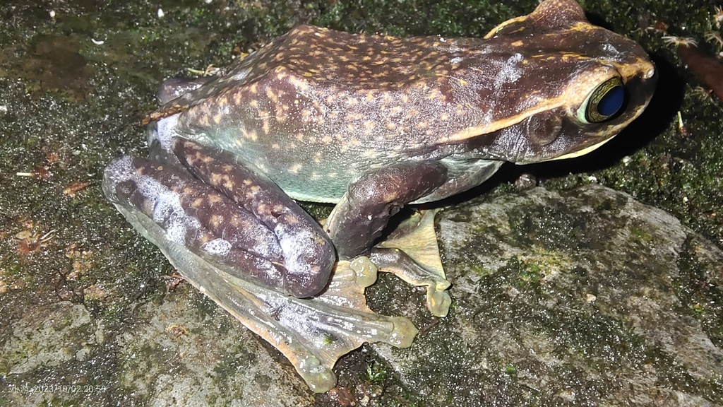 Fea's Flying Tree Frog from 中国云南省红河哈尼族彝族自治州屏边苗族自治县 on October 2, 2023 at 08:55 PM by 游 · iNaturalist