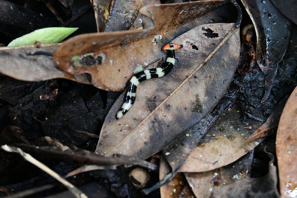 Diversibipalium rauchi from Dairy Farm Nature Park on October 8, 2023 ...