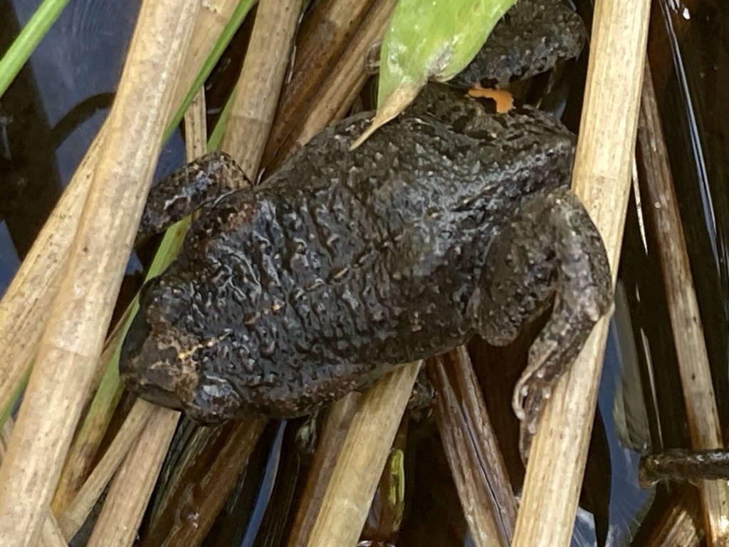 Brown Toadlet in October 2023 by christinerand · iNaturalist