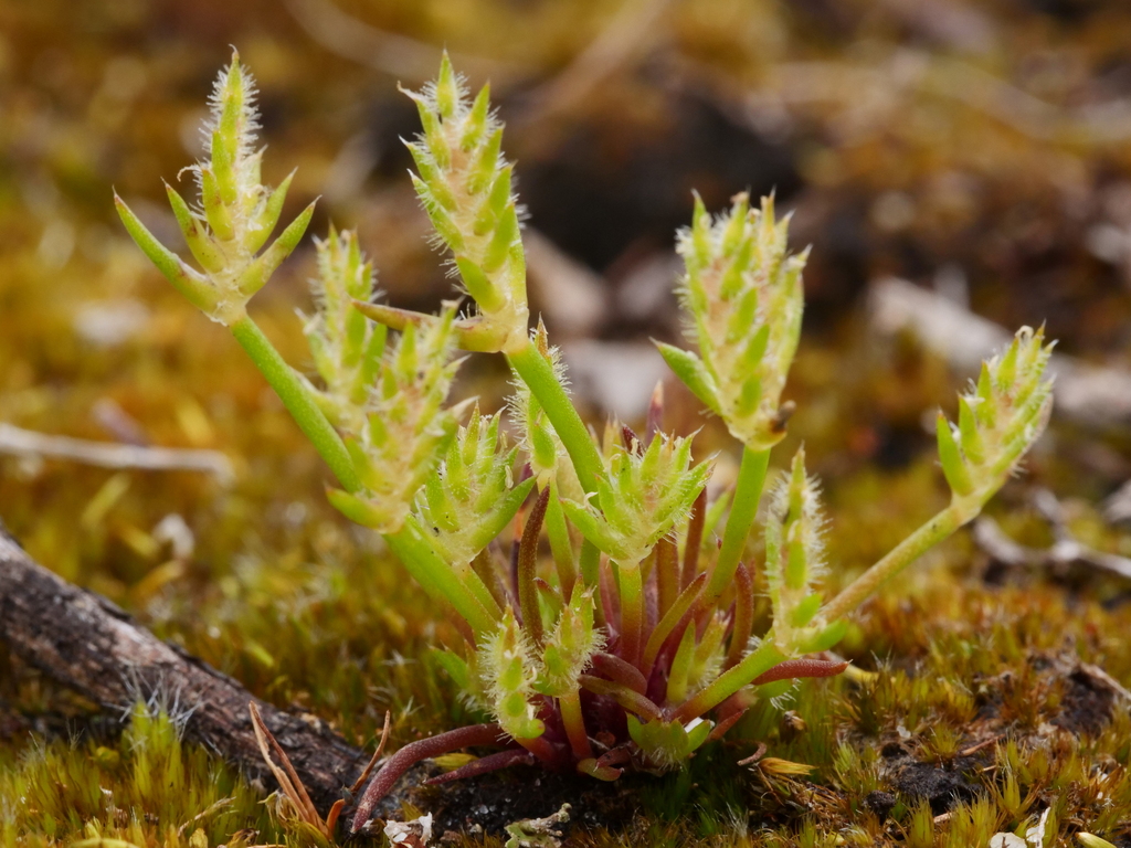 (Aphelia cyperoides) - Botanical Realm