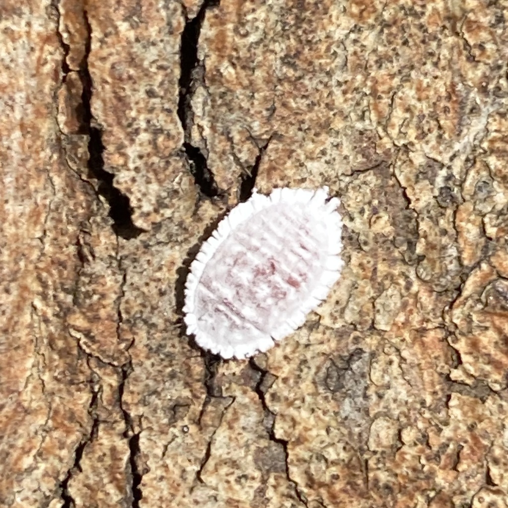 Planococcus from Royal Park, Parkville, VIC, AU on October 11, 2023 at ...