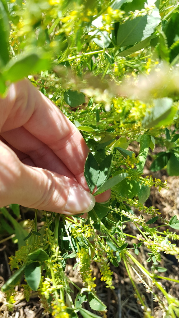 legumes from Sydney NSW, Australia on October 3, 2023 at 12:13 PM by ...