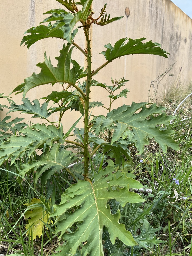 giant devil's-fig in September 2023 by Ian Parsons · iNaturalist