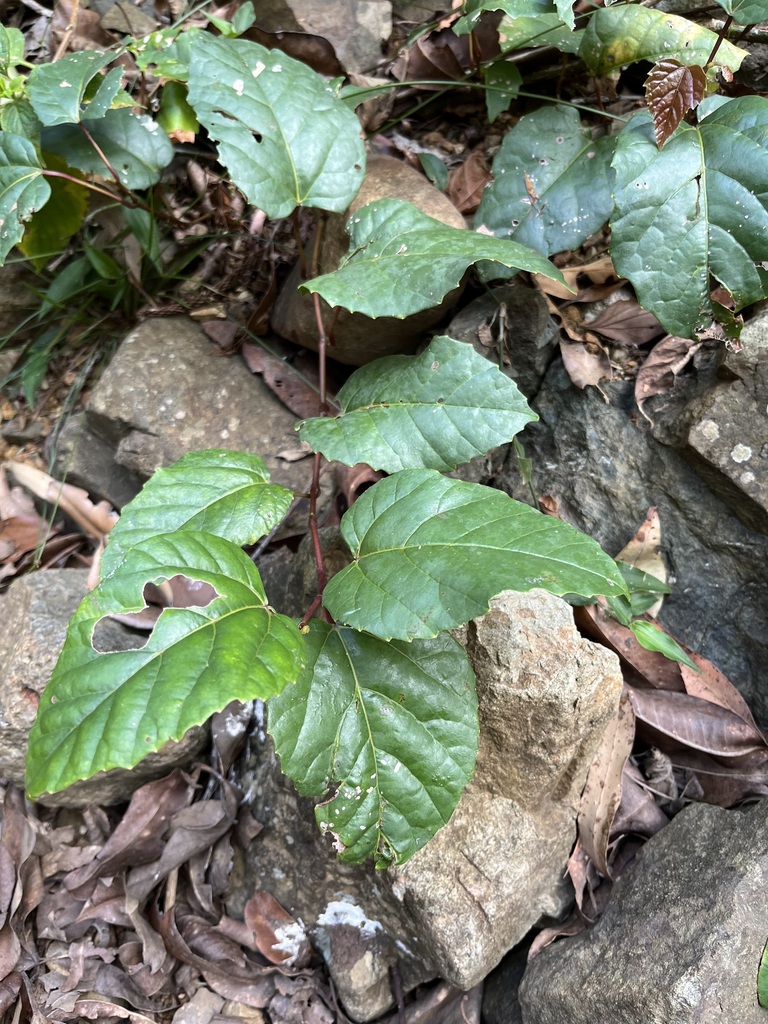 Kangaroo Vine from Redbank Creek QLD 4312, Australia on October 9, 2023 ...