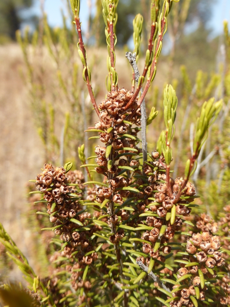 Common besom heath from Var, Provence-Alpes-Côte d'Azur, FR on August ...