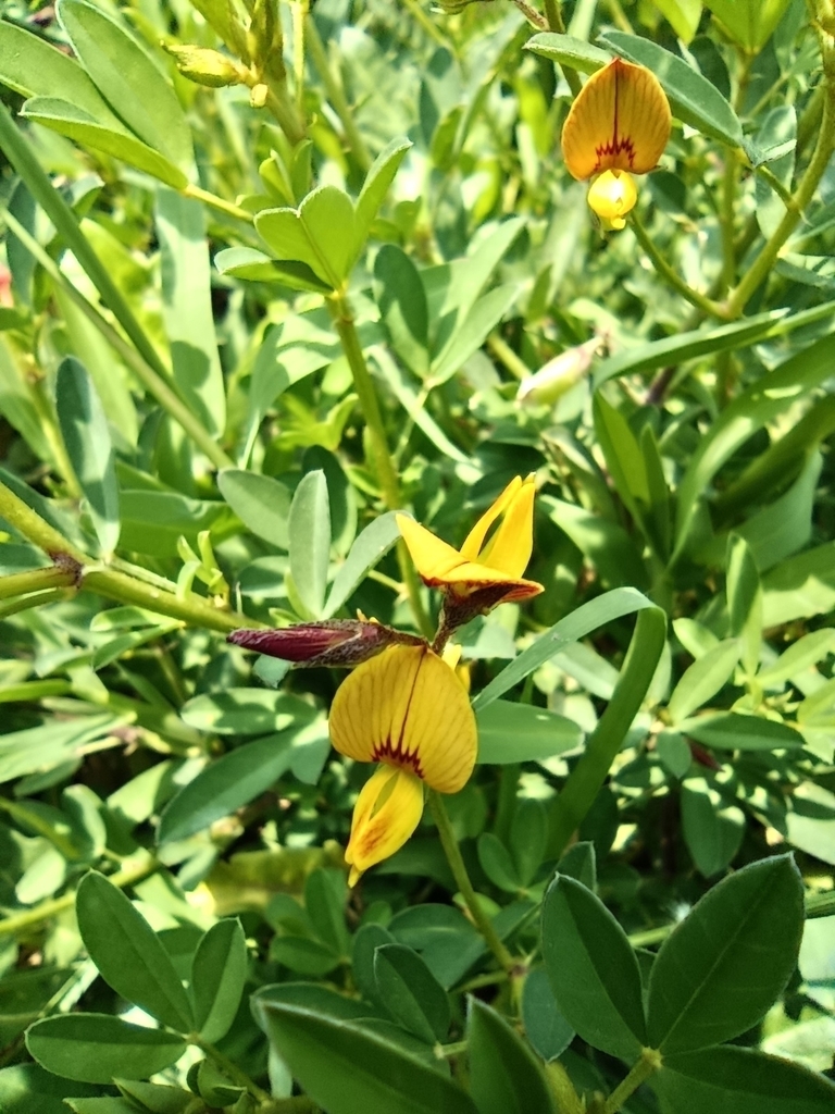 low rattlebox from Manzana 010, Cumbria, 54740 Cuautitlán Izcalli, Méx ...