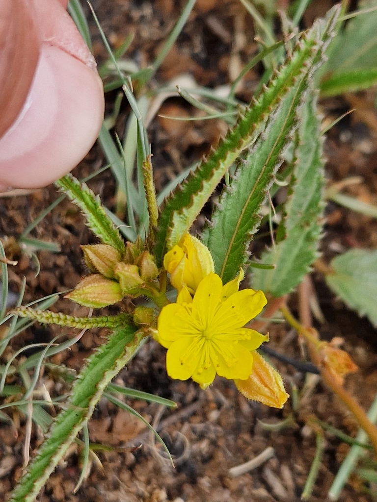 Bushveld Gusha from Rietvlei 101-Ir, Johannesburg South, 2053, Zuid ...