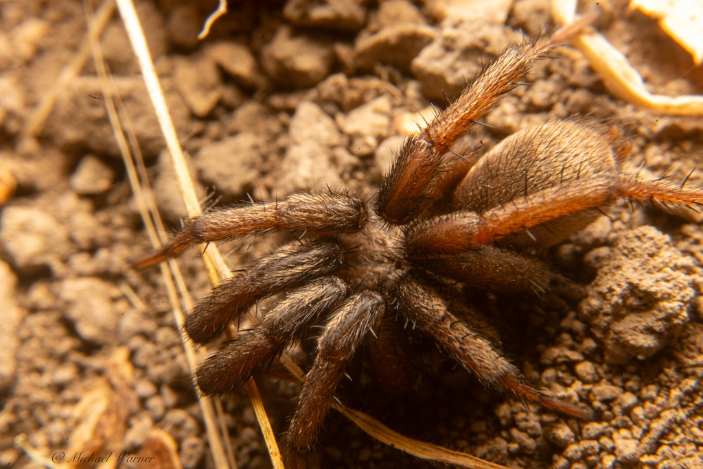 False Tarantula from El Sobrante Hills, Richmond, CA 94803, USA on ...