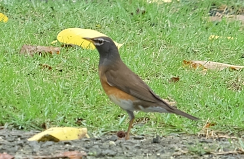 Eyebrowed Thrush from Peleliu on January 18, 2018 at 11:02 AM by ...