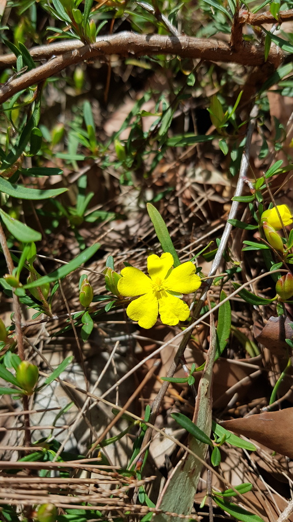 guinea-flowers from Sydney NSW, Australia on October 8, 2023 at 12:10 ...