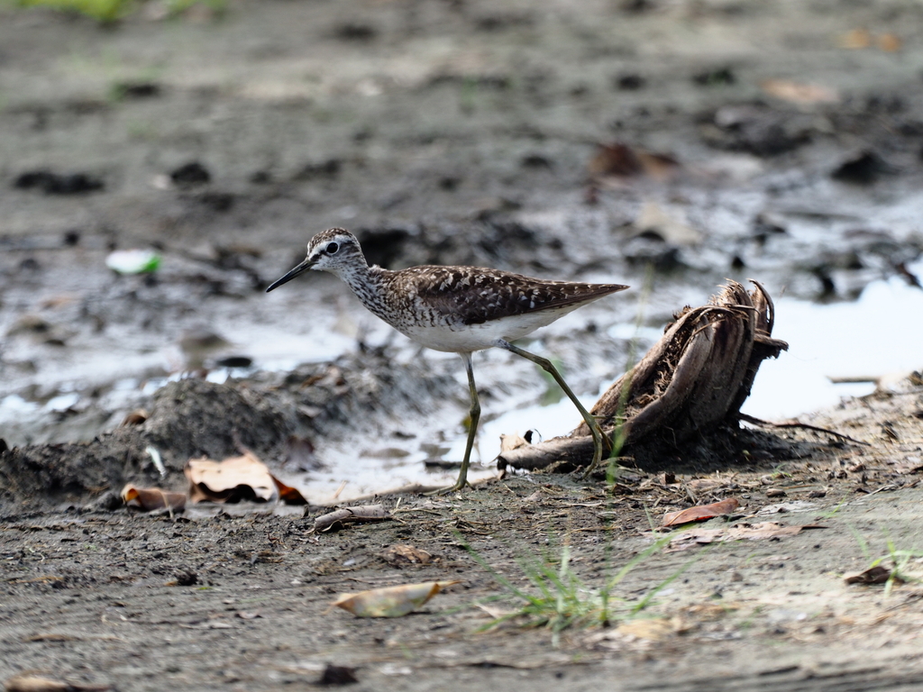 Wood Sandpiper from Meyuns old sea ramp on August 11, 2023 at 02:13 PM ...