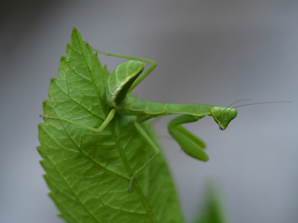 Giant Asian Mantises from Meyungs, Koror, Palau on August 8, 2023 at 06 ...