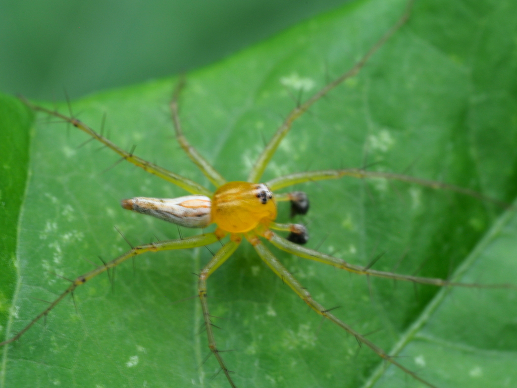 Grass lynx spiders from Meyuns old sea ramp on August 8, 2023 at 05:45 ...