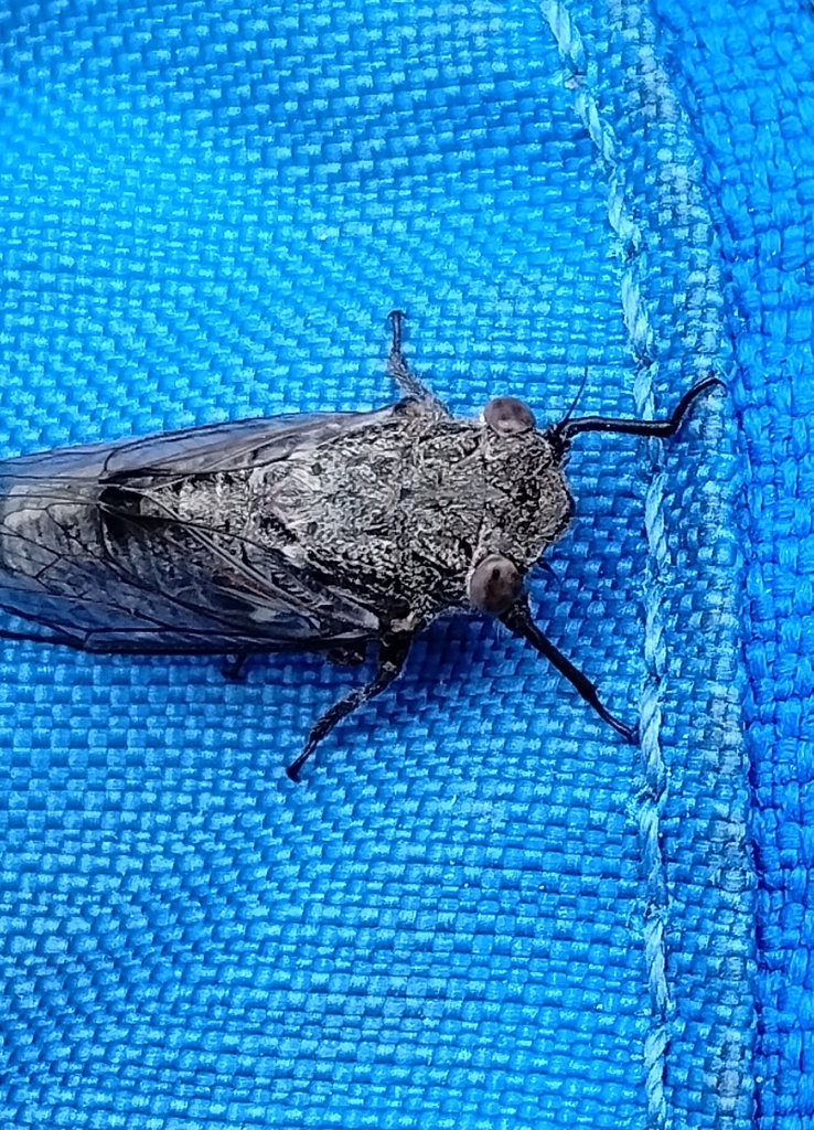 South-western Bark Squeaker from Cleland SA 5152, Australia on October ...