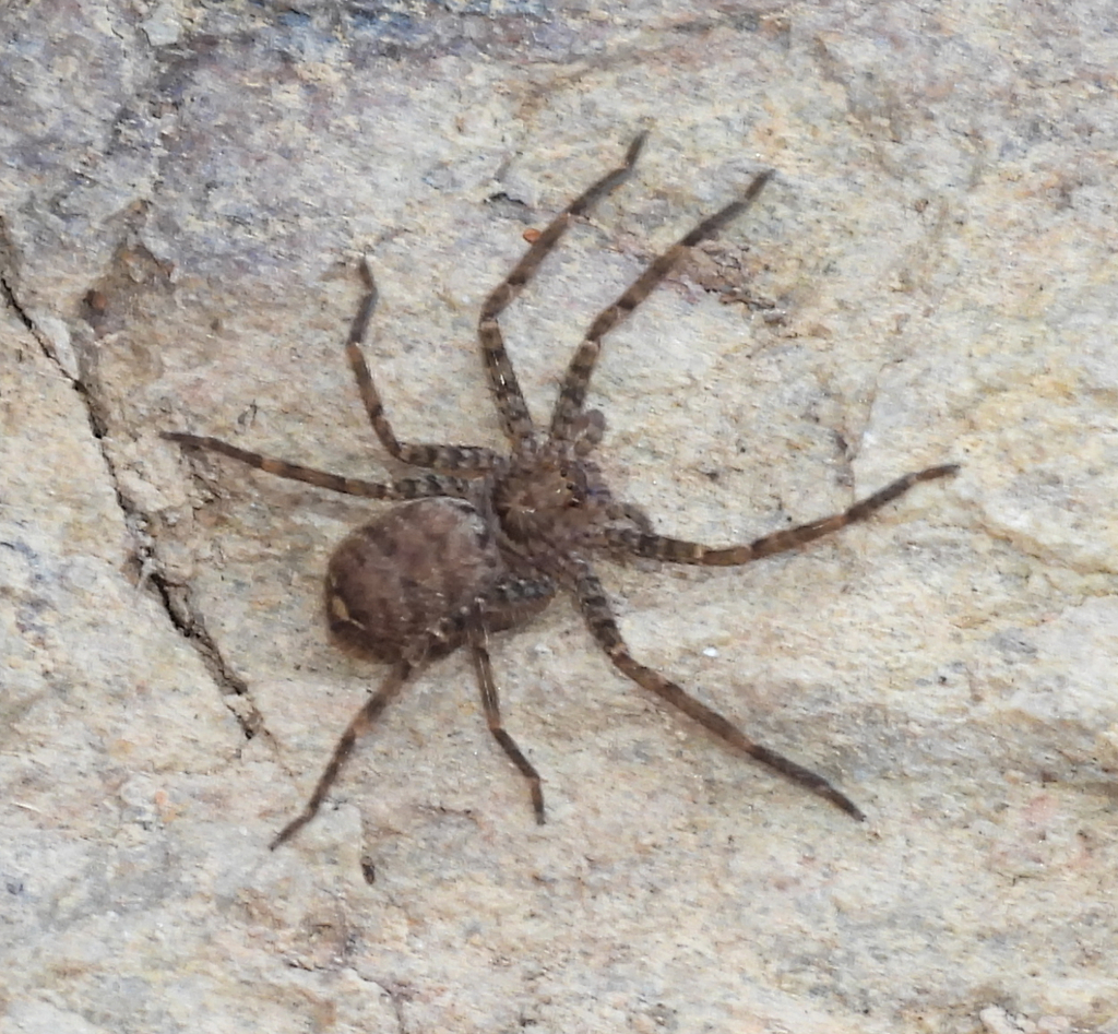 Giant Huntsman Spiders from Milne Hill Reserve, Brisbane QLD, Australia ...