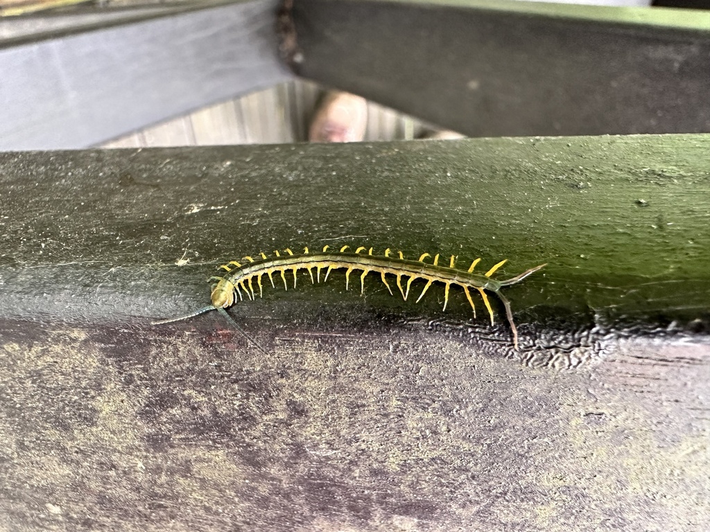 Chinese Red-headed Centipede from 臺灣島, 五股區, NWT, TW on October 11, 2023 ...