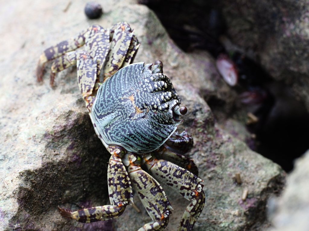 Mottled Lightfoot Crab from Meyuns old sea ramp on August 8, 2023 at 05 ...