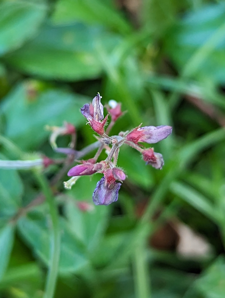 ticktrefoils from Nerada QLD 4860, Australia on October 11, 2023 at 04: ...