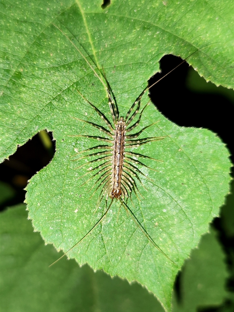 Japanese House Centipede from 北京市海淀区北京植物园国家植物园北园 on October 6, 2023 at ...