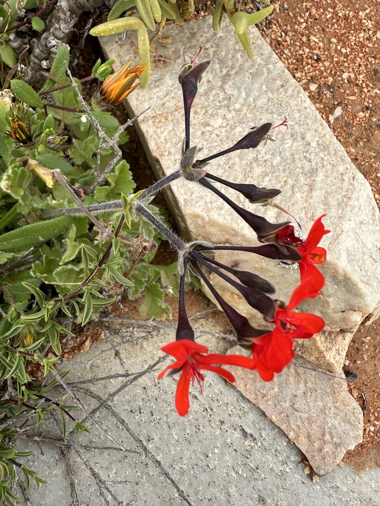 Red Mallow in September 2023 by Hafeez Sonday · iNaturalist