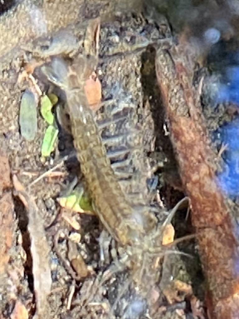 Mountain Shrimp from kunanyi / Mount Wellington, Wellington Park, TAS ...
