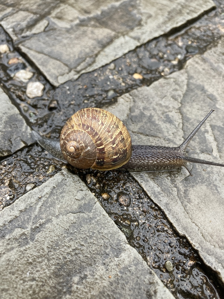 Garden Snail from Chester Zoo, Chester, England, GB on October 11, 2023 ...