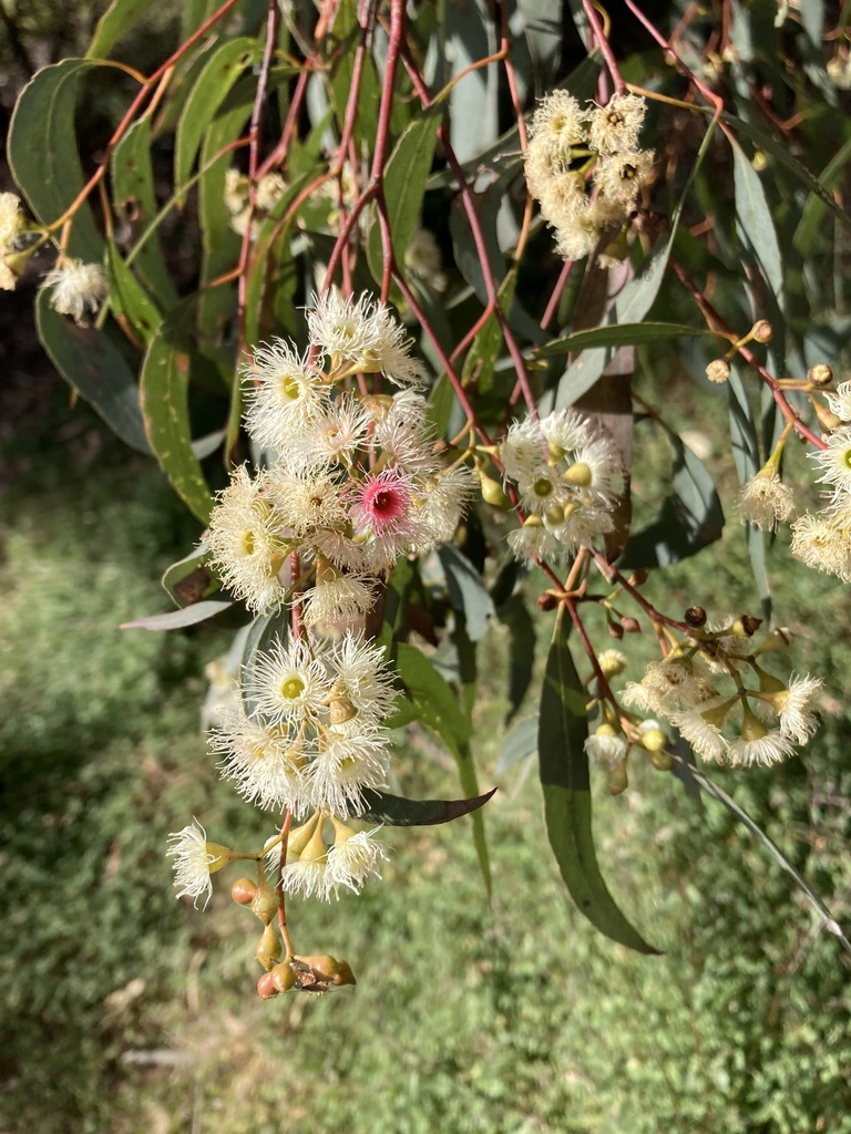 Yellow Box from Royal Park, Parkville, VIC, AU on October 11, 2023 at ...