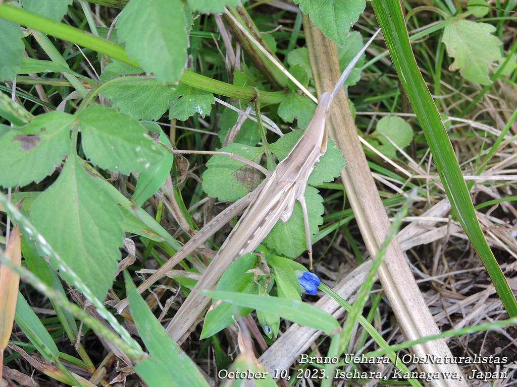 Oriental Longheaded Locust from Shimoya, Isehara, Kanagawa 259-1123 ...
