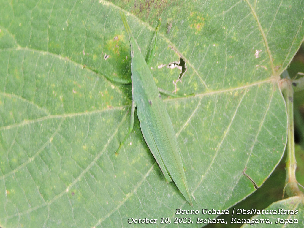 Atractomorpha lata from Shimoya, Isehara, Kanagawa 259-1123, Japão on ...