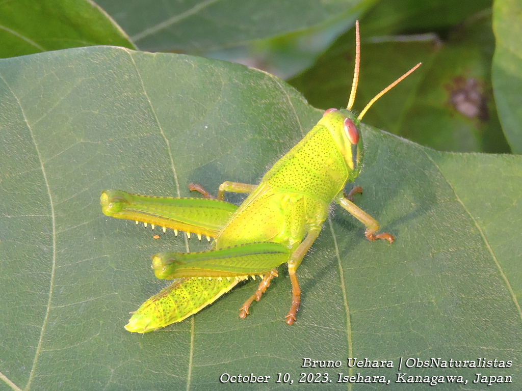 Patanga japonica from Oshima, Hiratsuka, Kanagawa 254-0001, Japão on ...