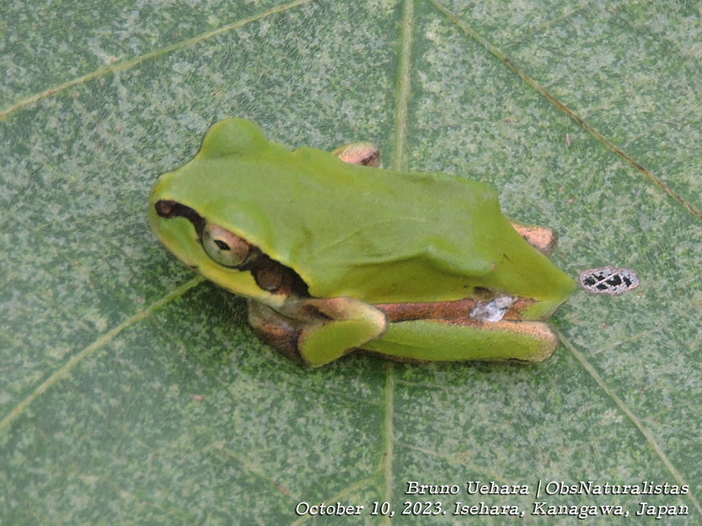 Japanese Tree Frog from Koinaba, Isehara, Kanagawa 259-1122, Japão on ...