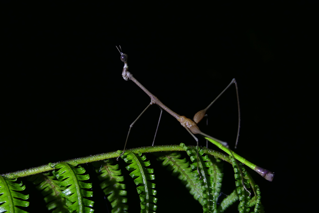 Apioscelis from Taisha, Ecuador on September 15, 2023 at 04:30 AM by ...