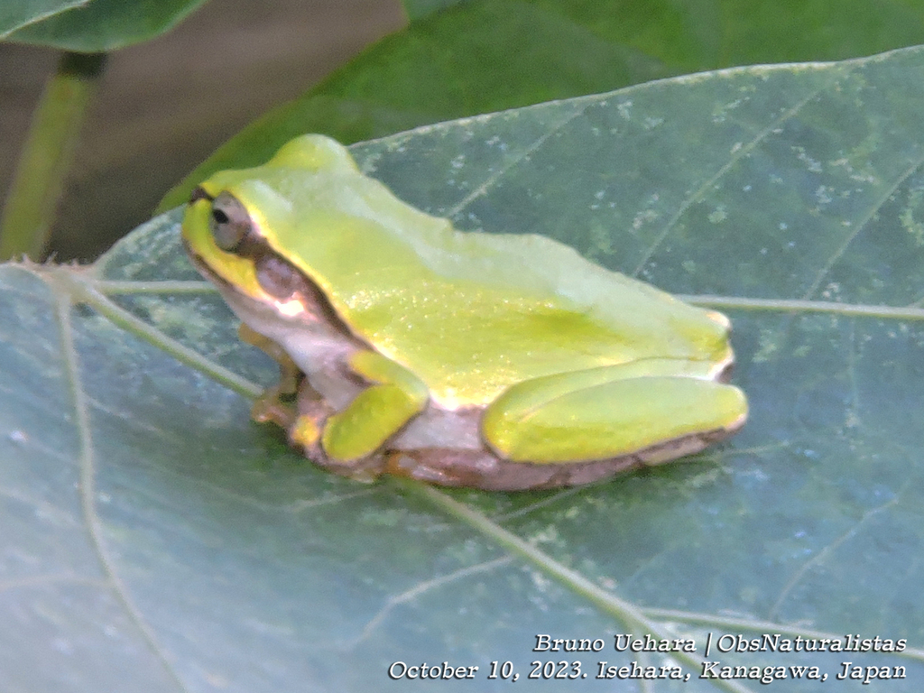 Japanese Tree Frog from Shimoya, Isehara, Kanagawa 259-1123, Japão on ...