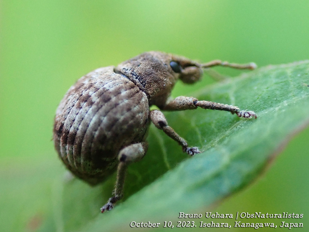 Two-banded Japanese Weevil from Koinaba, Isehara, Kanagawa 259-1122 ...