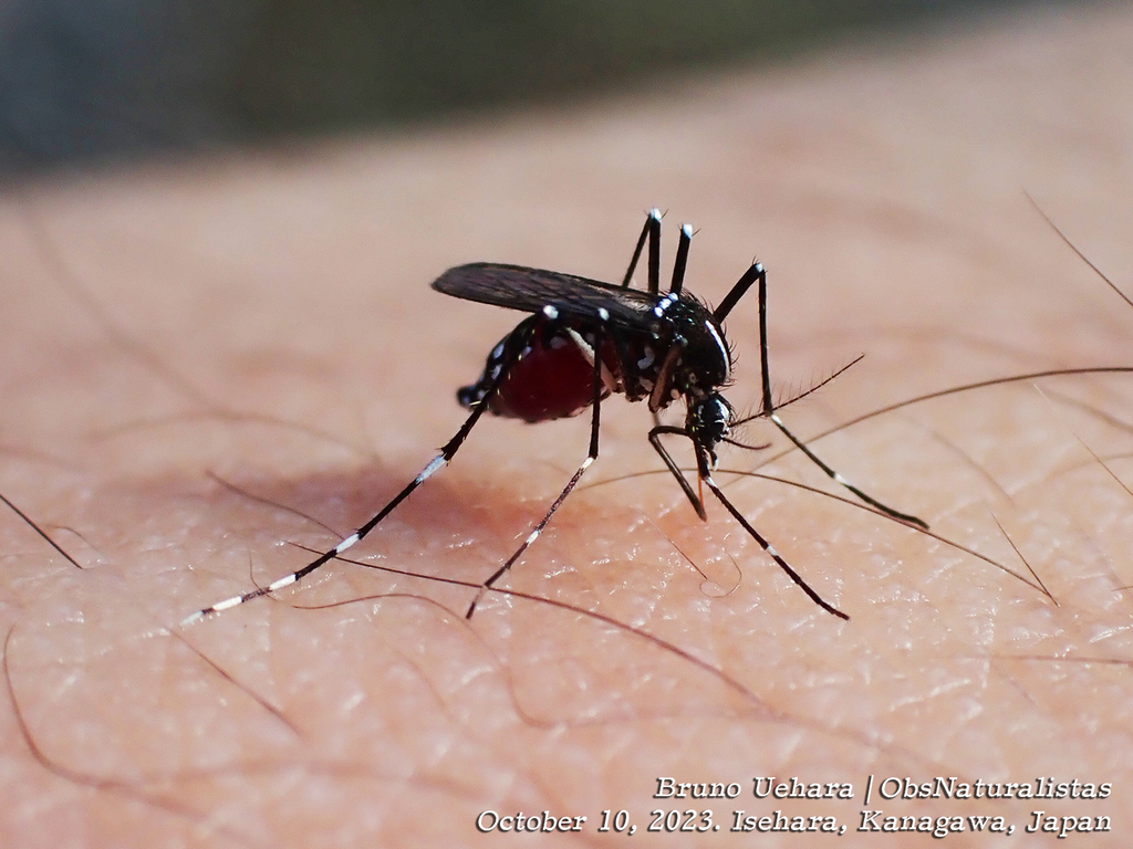 Asian Tiger Mosquito from Kamiya, Isehara, Kanagawa 259-1127, Japão on ...