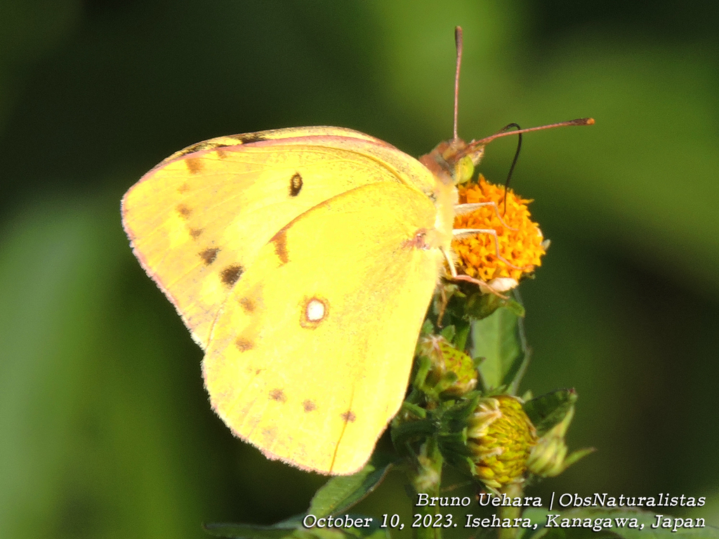 Colias poliographus from Shimoya, Isehara, Kanagawa 259-1123, Japão on ...