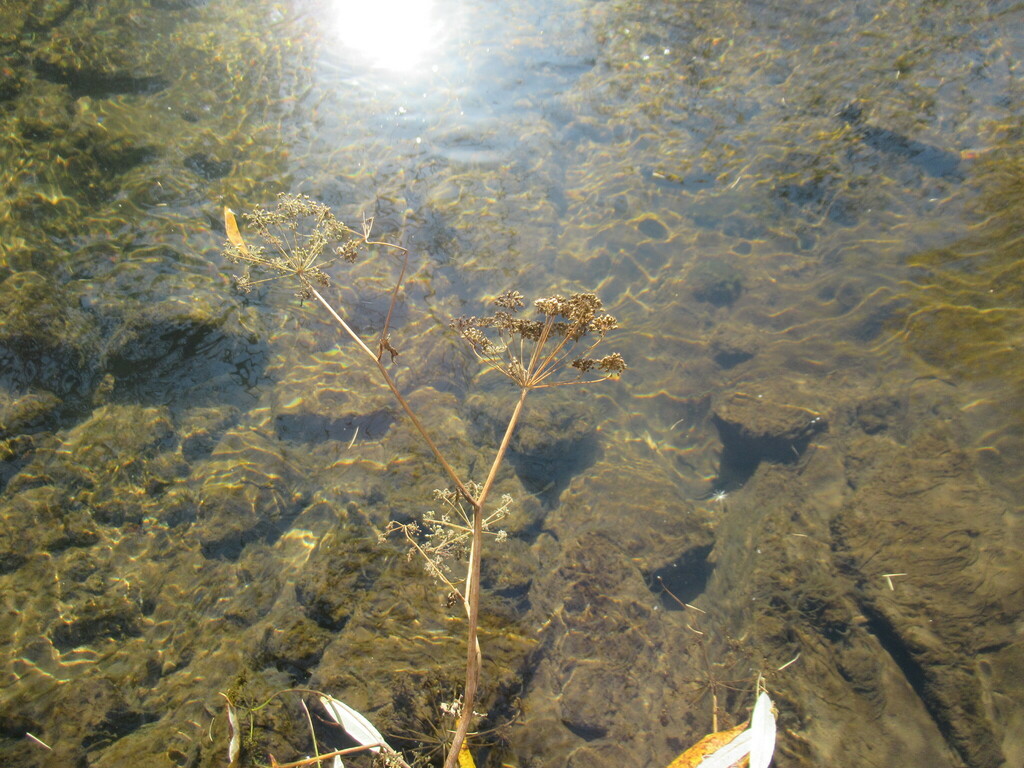 Cowbane from Усольский р-н, Иркутская обл., Россия on October 11, 2023 ...