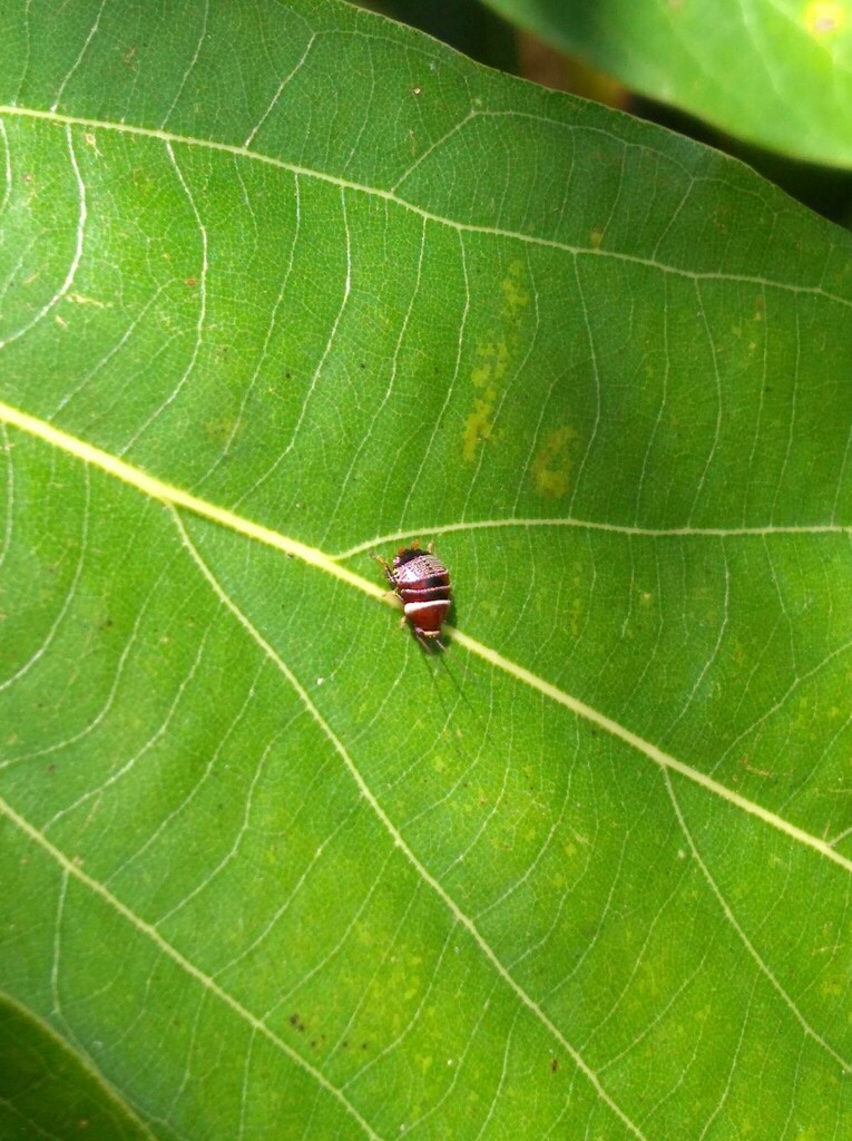 Ellipsidion from Montville QLD 4560, Australia on October 11, 2023 at ...