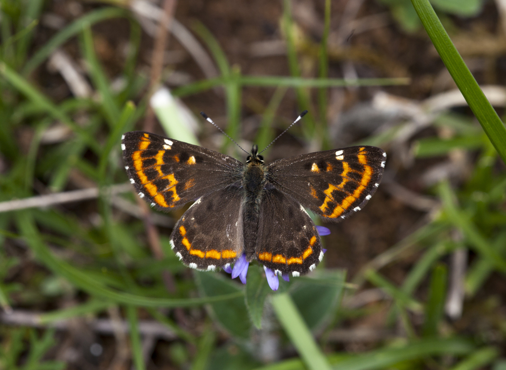 Polycaena wangjiaqii from Dêqên Tibetan, CN-YN, CN on July 3, 2017 at ...