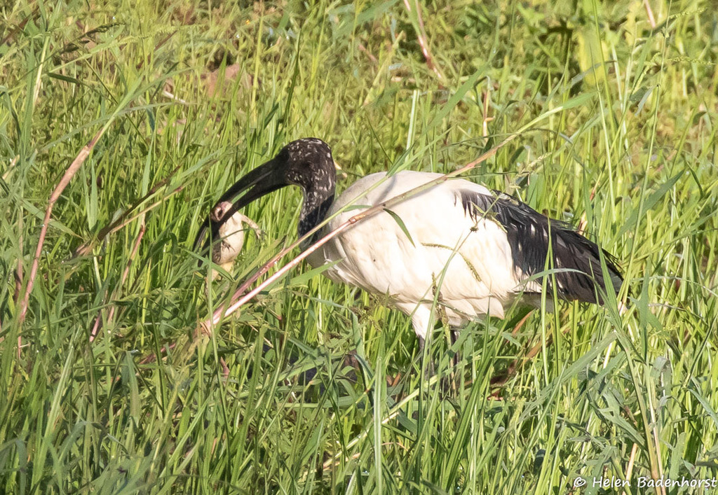 African Toads from Pilanesberg National Park, South Africa on January ...